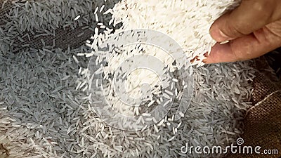 Unprocessed Rice Being Poured from a Man S Hands. Stock Video - Video ...