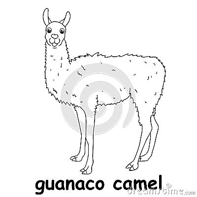 Kids Line Illustration Coloring Guanaco Camel. Outline Vector For ...