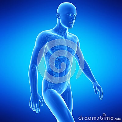 The Upper Body Anatomy Royalty-Free Cartoon | CartoonDealer.com #45274763