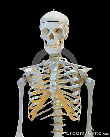Upper Half Of Human Skeleton On White Royalty Free Stock Image - Image ...
