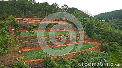 Upper View of Hill Terrace Fields among Tropical Pine Forest Stock ...