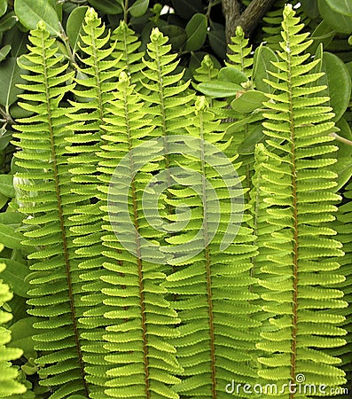 Upright Fern Stock Photo - Image: 11963370