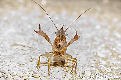 Upset Angry Wild Crayfish Or Crawfish Using Claws Middle Finger Up Hand ...