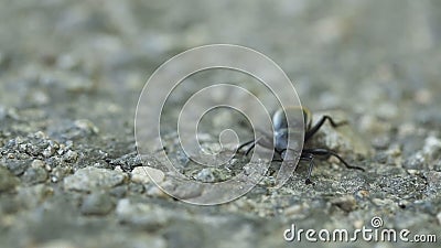 Upside down beetle insect stock footage. Video of back - 156676762
