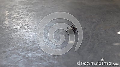 Upside down beetle insect stock footage. Video of back - 156676762