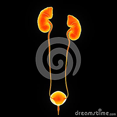 Urinary System Posterior View Royalty-Free Stock Image | CartoonDealer ...