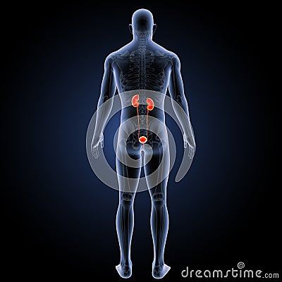 Urinary System With Skeleton Posterior View Royalty-Free Stock Photo ...