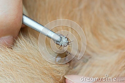 Using Forceps To Remove Ticks Stock Photography | CartoonDealer.com ...