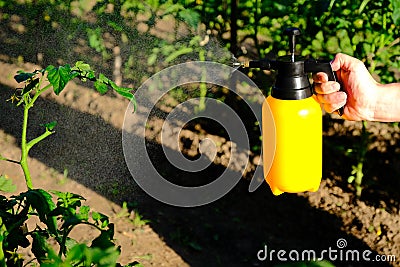 Using Garden Sprayer For Tomatoes Against Plant Diseases And Pests ...