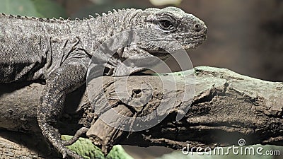 The Utila Iguana on a Branch Ctenosaura Bakeri is a Critically Endangered Lizard Species Stock ...