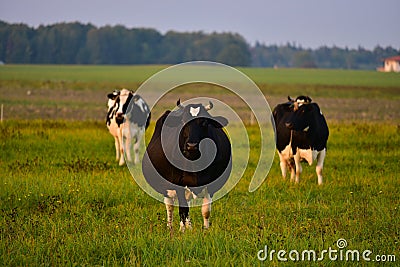 Vaca Embarazada Foto de archivo - Imagen: 60343540