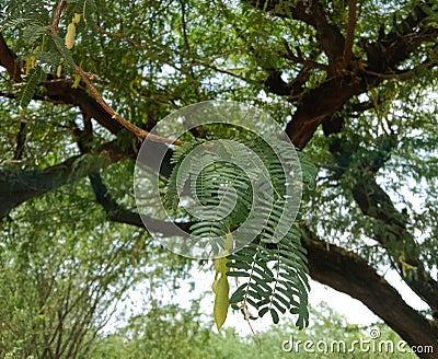 Vachellia Nilotica Or Gum Arabic Tree Or Babool Tree Branch Leaves And ...