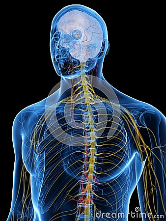 The Vagus Nerve Royalty-Free Illustration | CartoonDealer.com #101294073