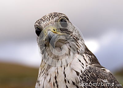 Valk Stock Foto's - Afbeelding: 312533