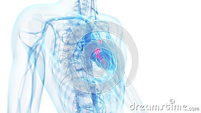 Valvole Cardiache Funzionanti Video D Archivio - Video di cuore, aorta ...