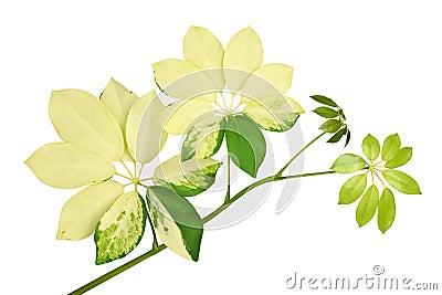 Variegated Dwarf Umbrella Plant, Octopus Tree Isolated On White ...