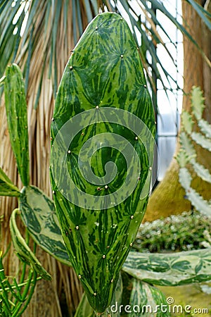 Variegated Prickly-Pear Cactus With Scientific Name Nopalea ...