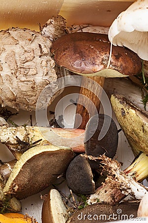 Variety Of Mushrooms On White Background, Close Up Royalty-Free Stock ...