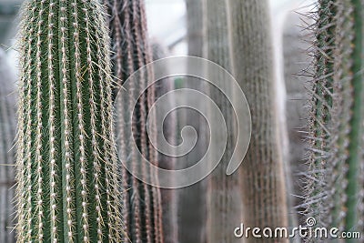Various Species Of Columnar Cacti Photographed As Background. They Have ...