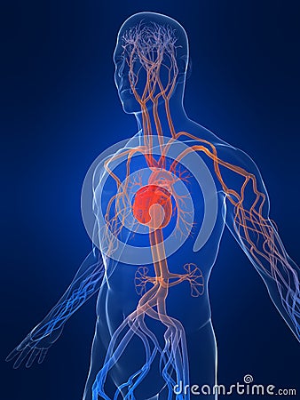 Vascular System Royalty-Free Cartoon | CartoonDealer.com #6730637