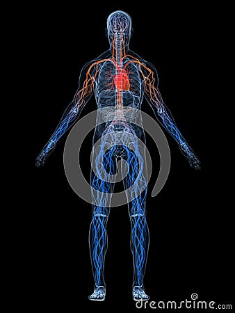 Vascular System Royalty-Free Cartoon | CartoonDealer.com #6730718