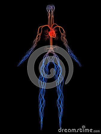 Vascular System Royalty-Free Cartoon | CartoonDealer.com #6730733