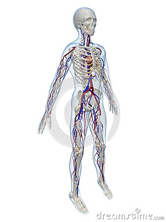 Vascular System Stock Illustration | CartoonDealer.com #6787075