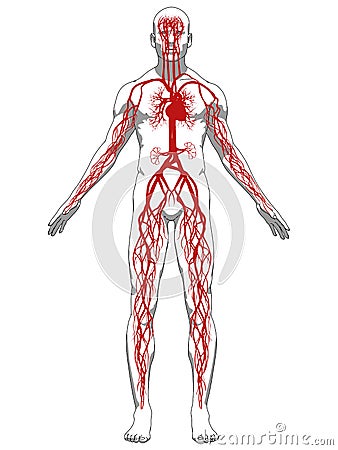 Vascular System Vector Illustration | CartoonDealer.com #9500446