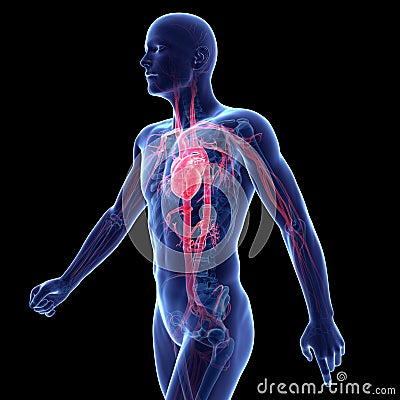 The Vascular System Stock Illustration | CartoonDealer.com #34164997