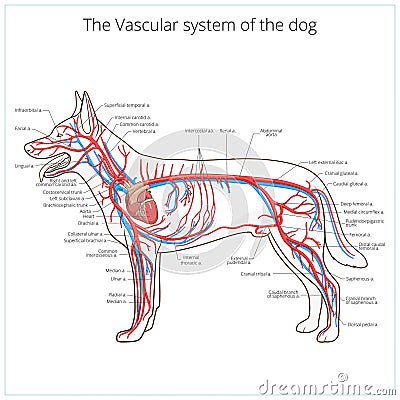 Vascular System Of The Dog Vector Illustration Stock Vector - Image ...