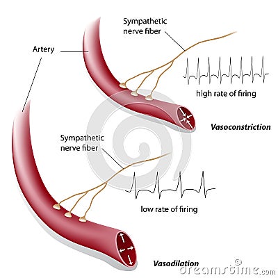 Vasoconstriction And Vasodilation Control Royalty Free Stock Photo ...