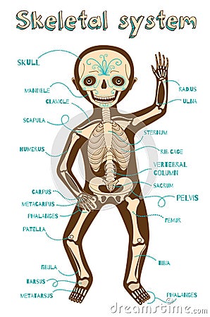 Vector Cartoon Illustration Of Human Skeletal System For Kids Stock ...