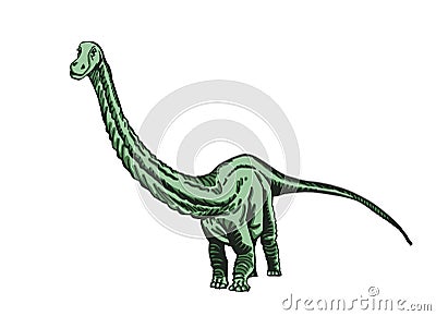 Vector Color Diplodocus Isolated On White Background, Graphical ...