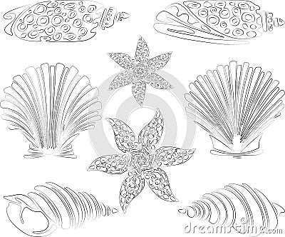Vector Contour Drawing Of Set Various Decorative Sea Shells ...