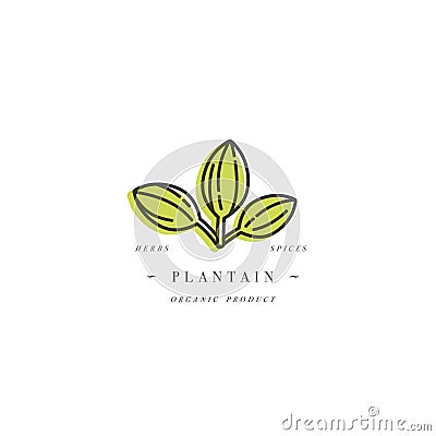 Vector Design Template Logo And Emblem Healthy Herb- Plantain. Logo In ...