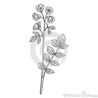 Vector Drawing Abscess Root | CartoonDealer.com #184374580