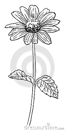 VECTOR DRAWING OF A BLACK FLOWERING RUDBECKIA ON A WHITE BACKGROUND ...