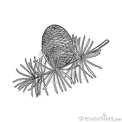 Vector Drawing Cedar Tree Branch | CartoonDealer.com #237121612