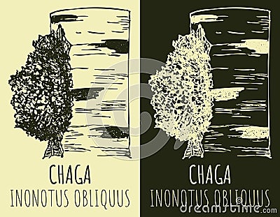 Vector Drawing CHAGA. Hand Drawn Illustration. The Latin Name Is ...