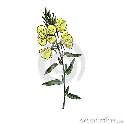 Vector Drawing Evening Primrose Royalty-Free Illustration ...