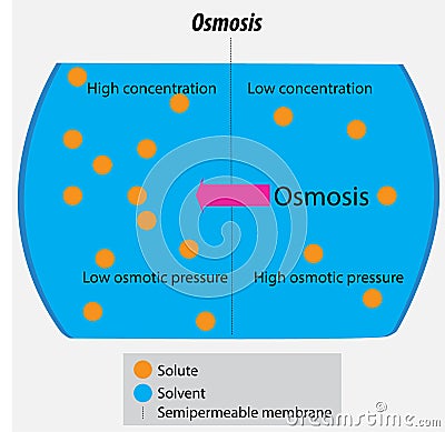 Vector Drawing Of Osmosis Of Solvent Molecules Through The ...