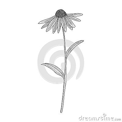 Vector Drawing Purple Coneflower | CartoonDealer.com #176521454