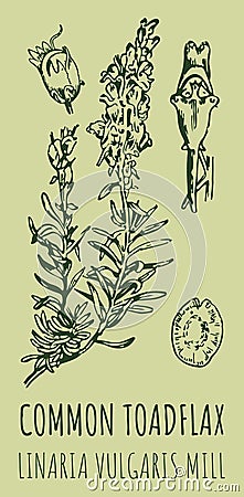 Vector Drawings COMMON TOADFLAX. Hand Drawn Illustration. Latin Name ...