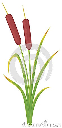 Reeds Royalty Free Stock Images - Image: 30108379