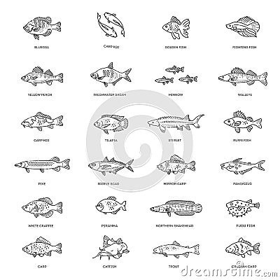 Freshwater Fish Set. Types Of Edible Fish Royalty-Free Illustration ...