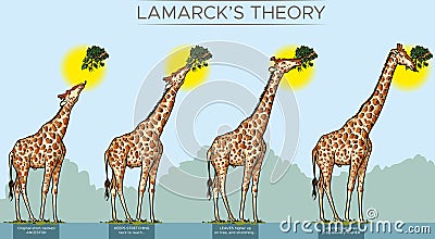 Giraffe Evolution Cartoon Vector | CartoonDealer.com #249804249