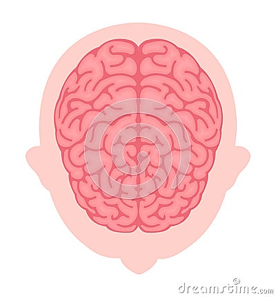 Vector Illustration Of Human Brain View From Above | CartoonDealer.com ...