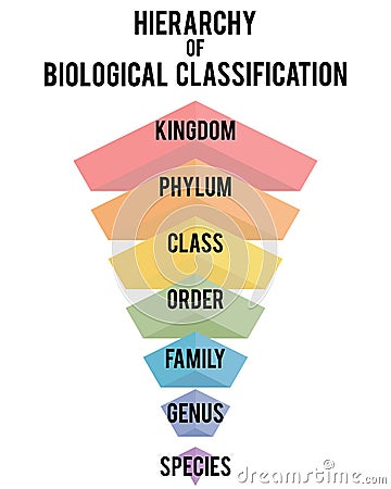 Biology Hierarchy Stock Illustrations – 86 Biology Hierarchy Stock ...