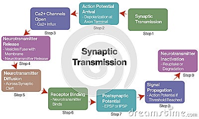 Flowchart Of Synaptic Transmission Vector Illustration In Neuroscience ...