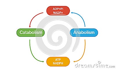 Vector Illustration Of General Catabolism And Anabolism Pathway On ...